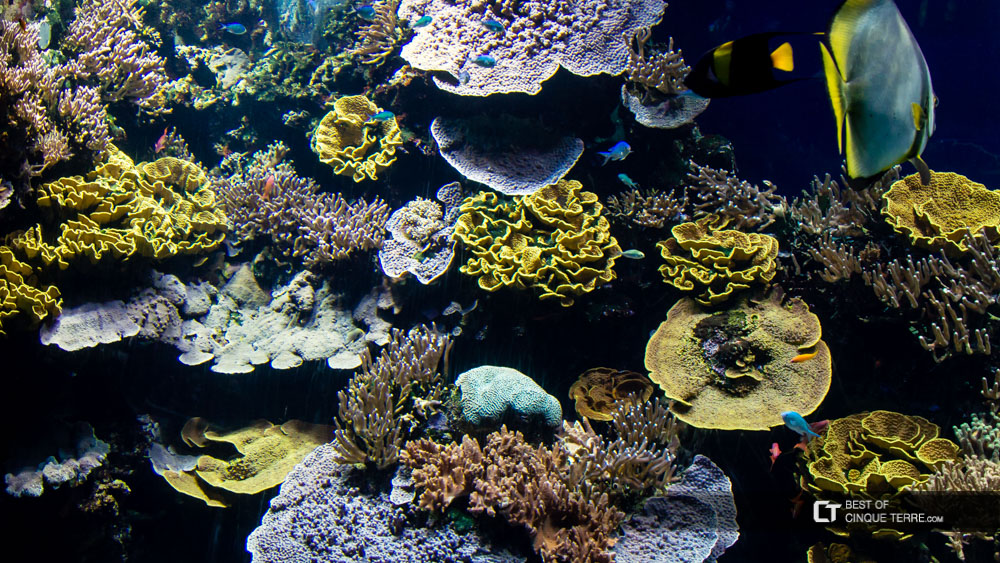 Monaco. Oceanographic Museum